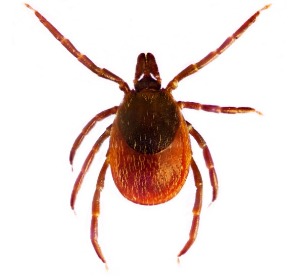 Lyme-kór: hogyan terjed és hogyan jelentkezik? + Kezelés - MedicSpark.hu