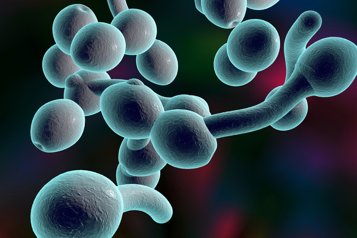 Parazita gomba, candidiasis: a bőrgomba károsíthatja a szerveket ...